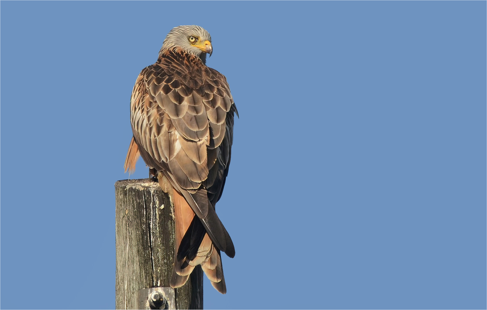 Roter Milan Foto & Bild | tiere, wildlife, wild lebende vögel Bilder ...