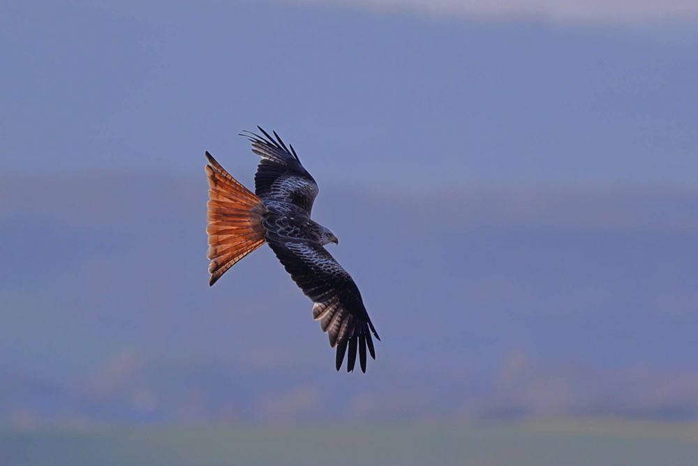 Roter Milan Foto & Bild | tiere, wildlife, wild lebende vögel Bilder ...