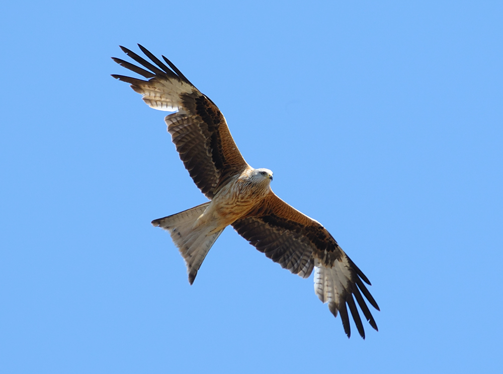 Roter Milan Foto & Bild | tiere, wildlife, wild lebende vögel Bilder ...