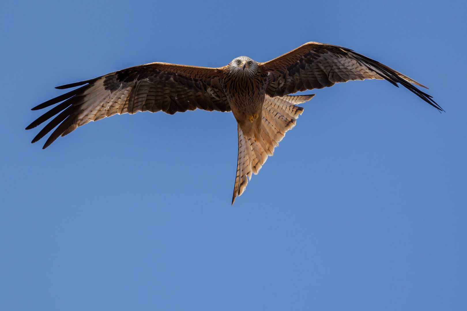 Roter Milan Foto & Bild | tiere, wildlife, wild lebende vögel Bilder ...