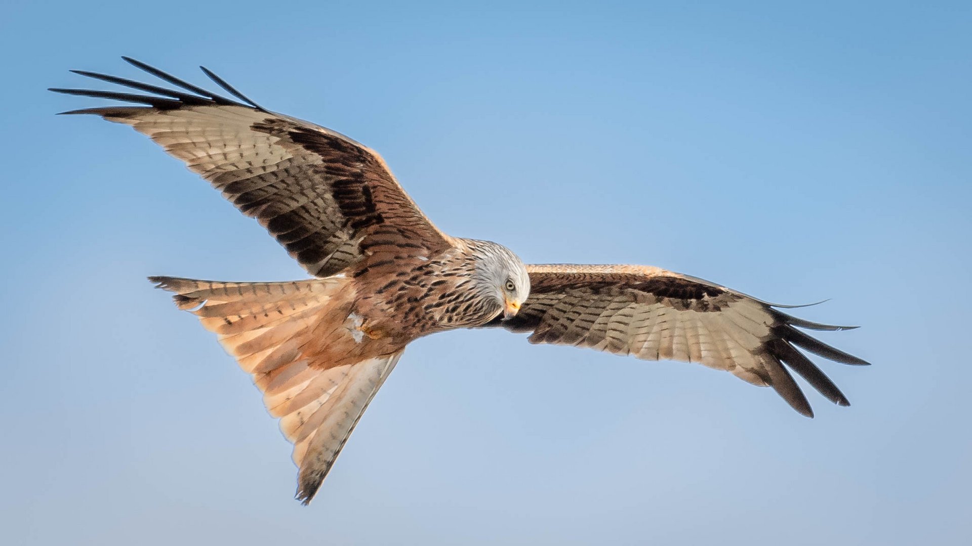 Roter Milan Foto & Bild | tiere, wildlife, wild lebende vögel Bilder ...