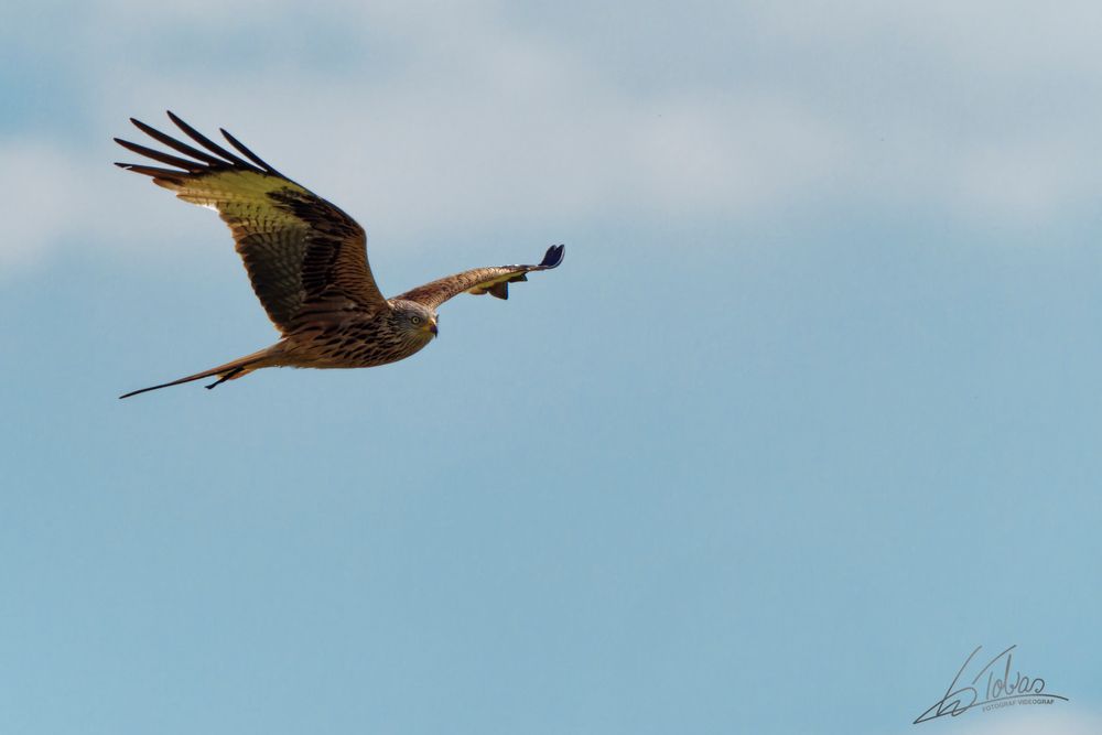 roter Milan Foto & Bild | natur, greifvogel, tiere Bilder auf fotocommunity