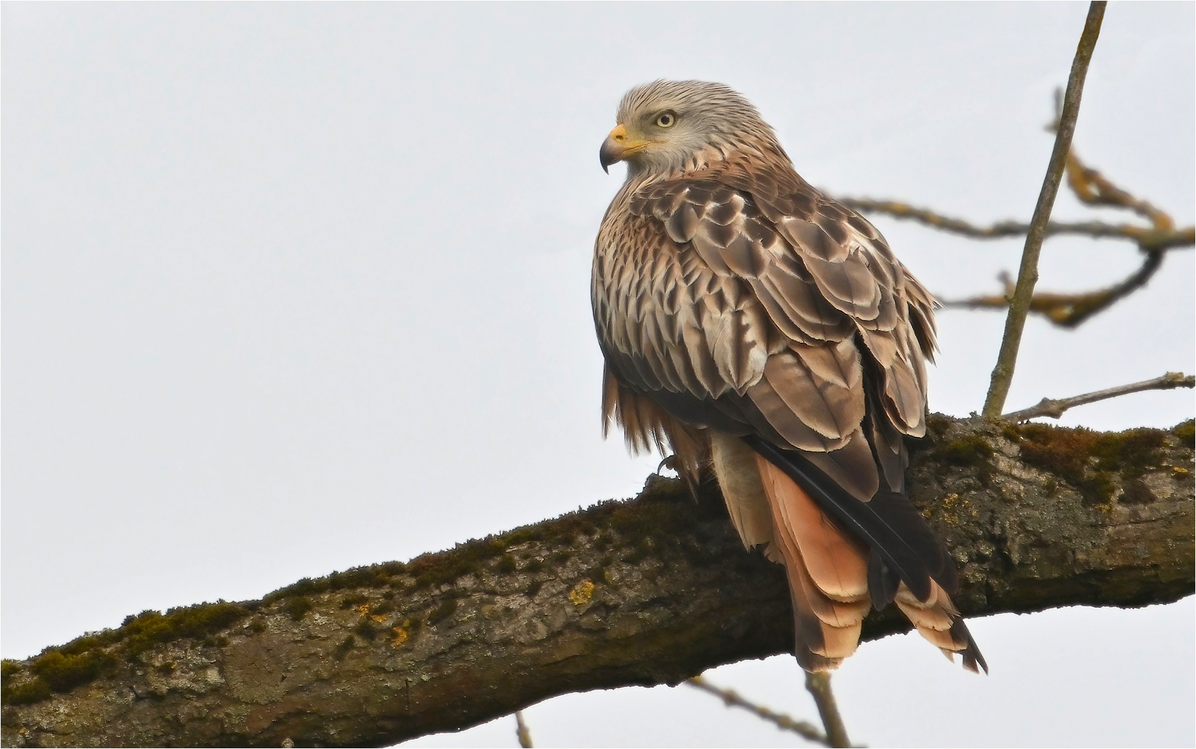 Roter Milan Foto & Bild | tiere, wildlife, wild lebende vögel Bilder ...