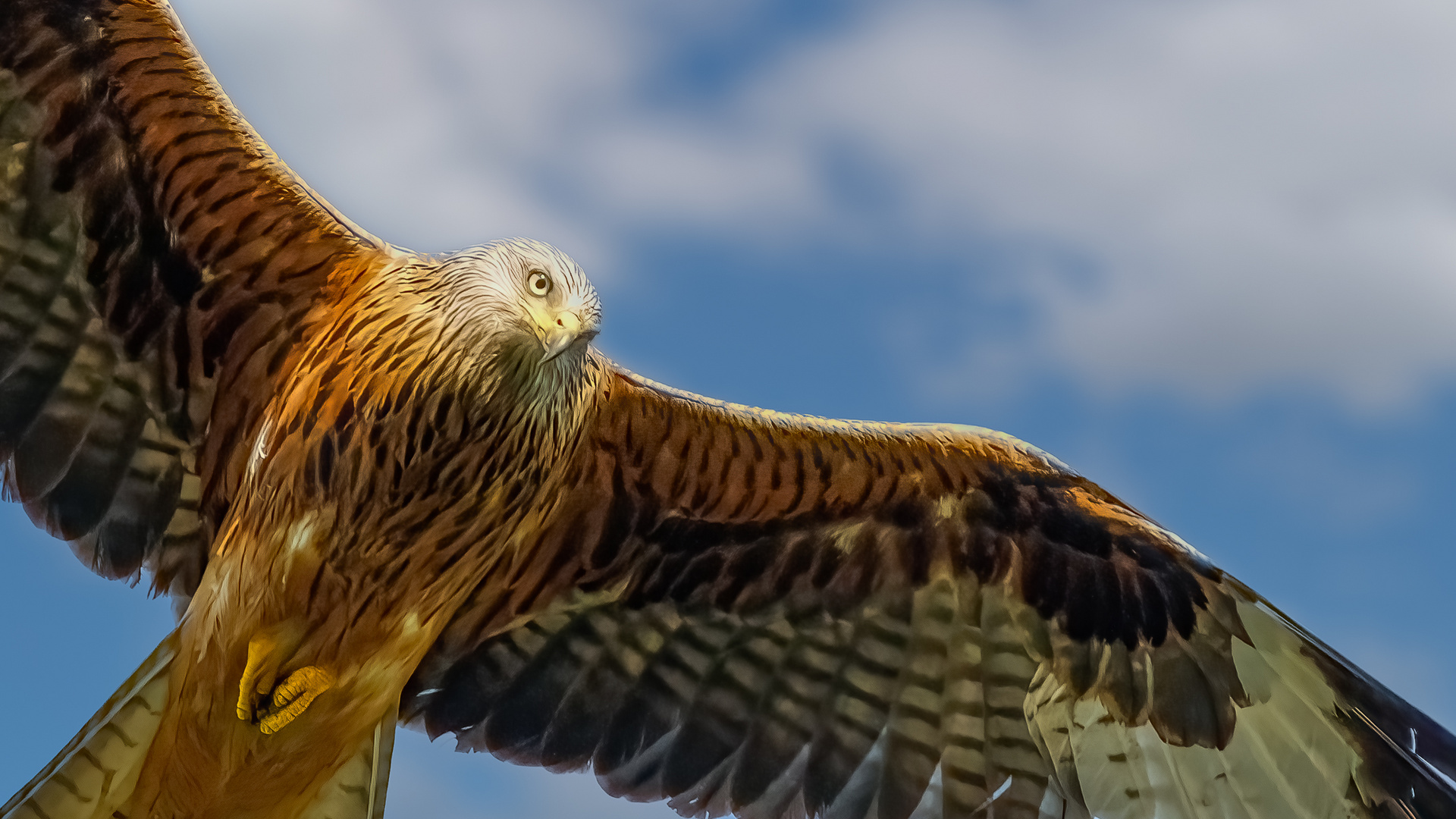 Roter Milan... Foto & Bild | tiere, wildlife, wild lebende vögel Bilder ...