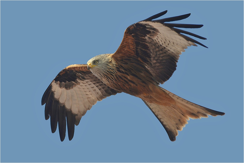 Roter Milan Foto & Bild | tiere, wildlife, wild lebende vögel Bilder ...