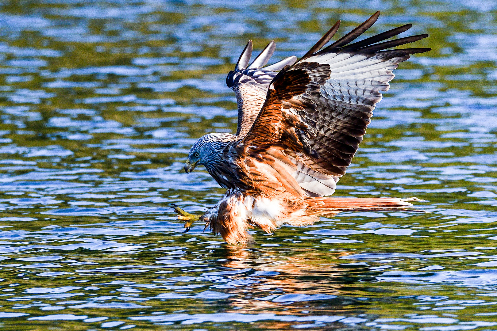 Roter Milan Foto & Bild | tiere, wildlife, wild lebende vögel Bilder ...