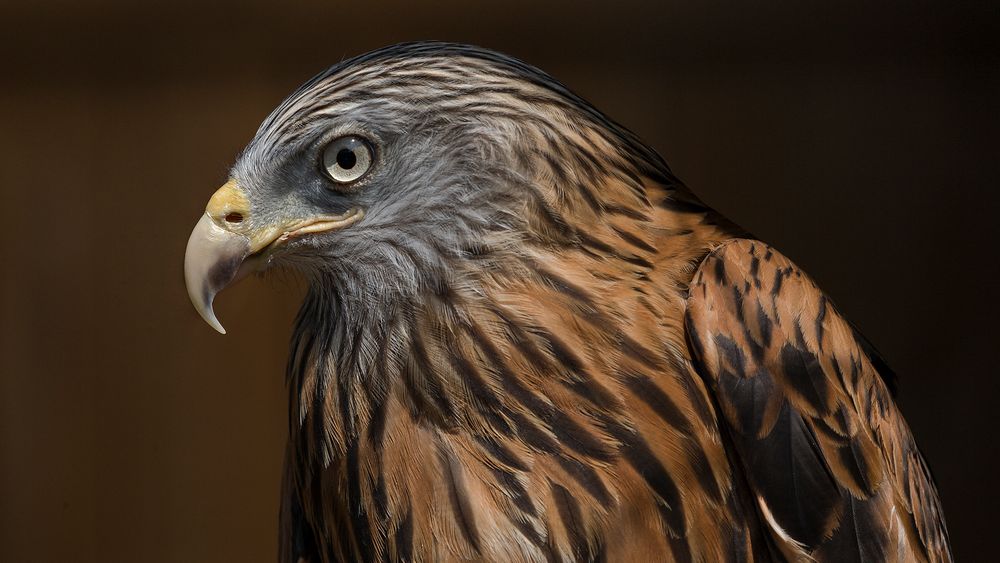 ROTER MILAN Foto & Bild | natur, zoo, tiere Bilder auf fotocommunity