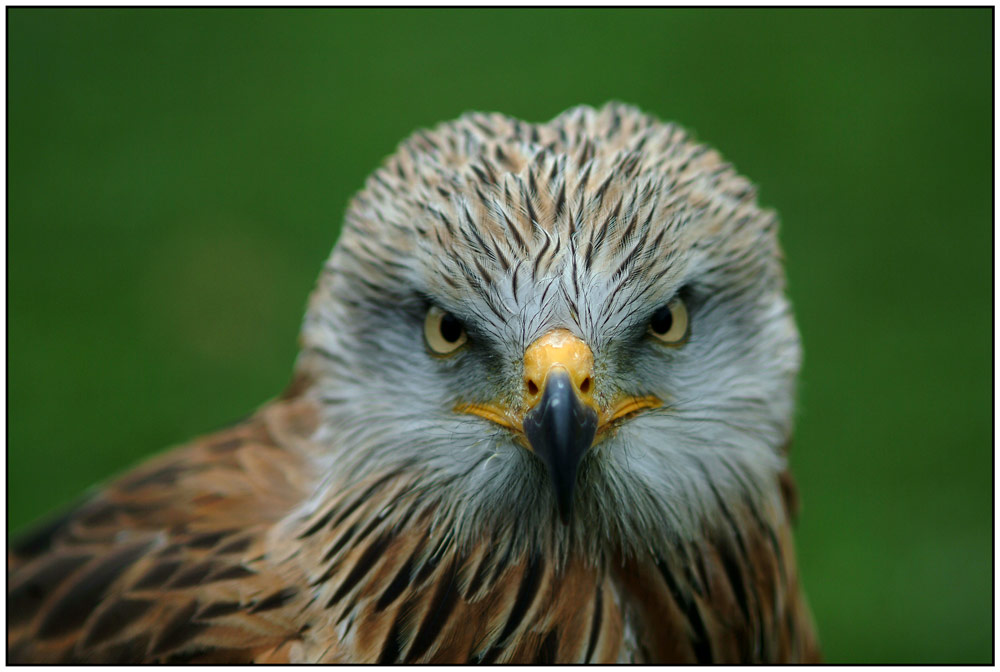 Roter Milan Foto & Bild | usertreffen+veranstaltungen, schweiz, buchs ...