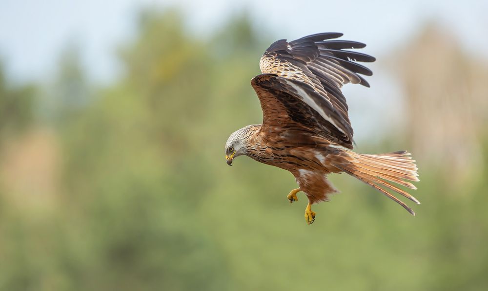Roter Milan Foto & Bild | april, brandenburg, natur Bilder auf ...