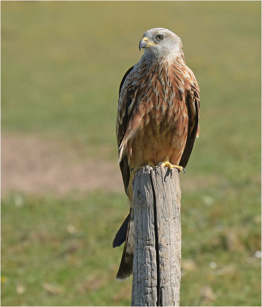 Roter Milan Foto & Bild | natur, tiere, vögel Bilder auf fotocommunity