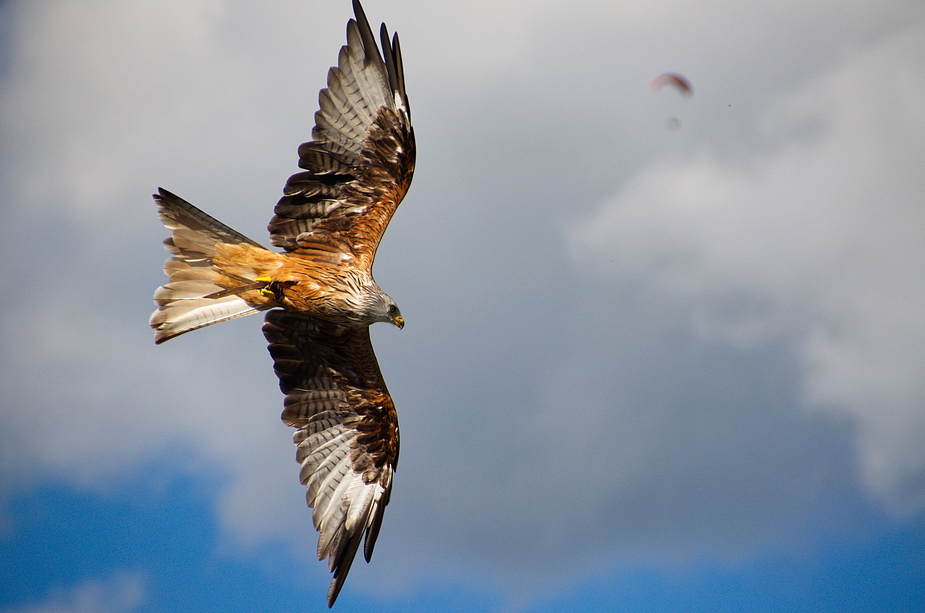 Roter Milan Foto & Bild | tiere, zoo, wildpark & falknerei, vögel ...