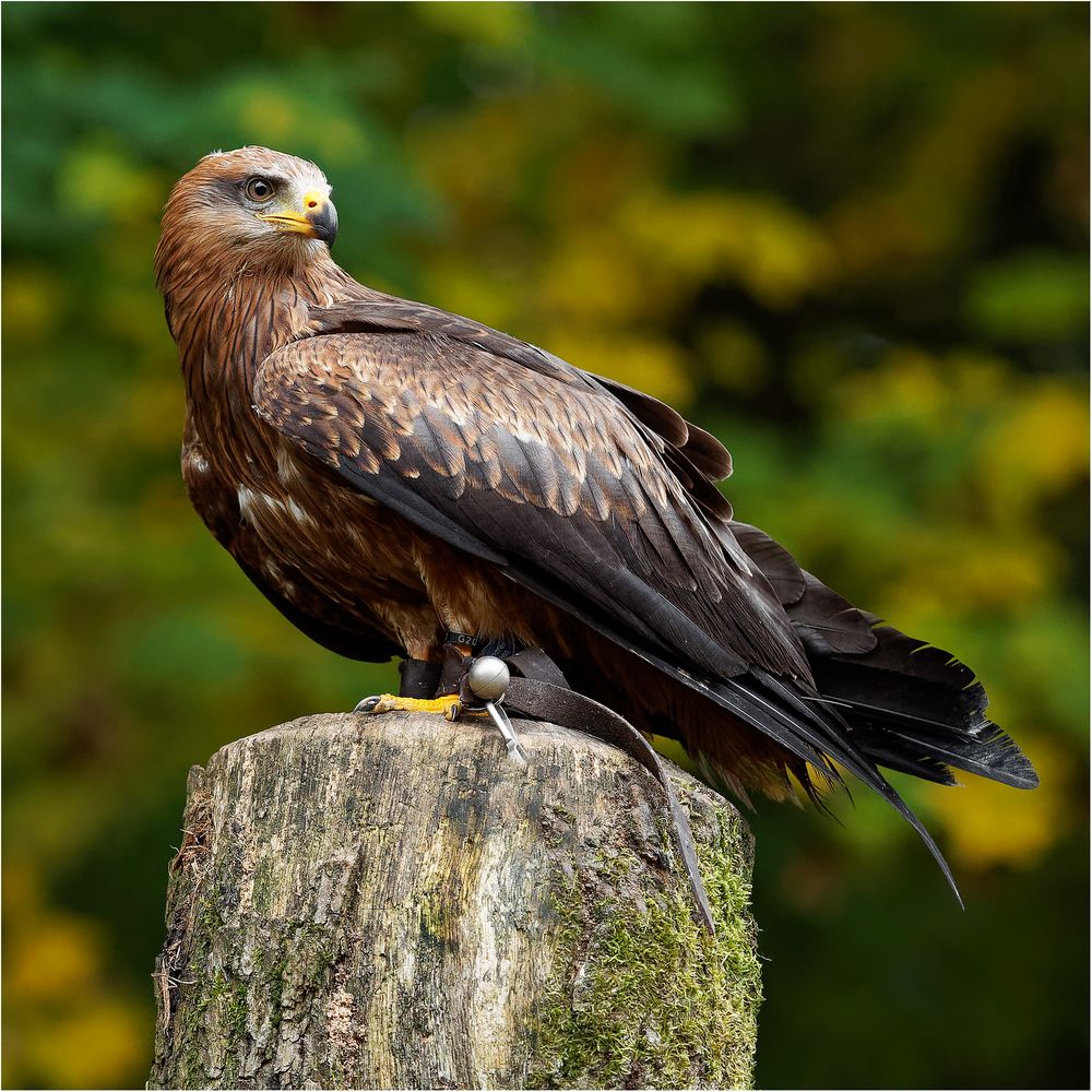 Roter Milan Foto & Bild | natur, portrait, porträt Bilder auf fotocommunity