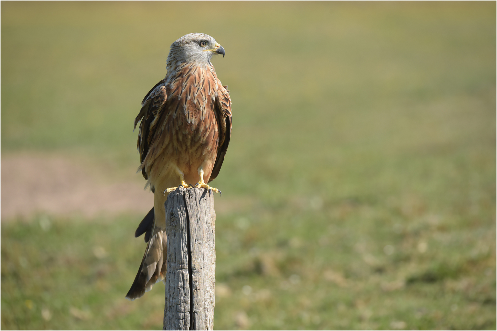 Roter Milan Foto & Bild | milane, natur, tiere Bilder auf fotocommunity