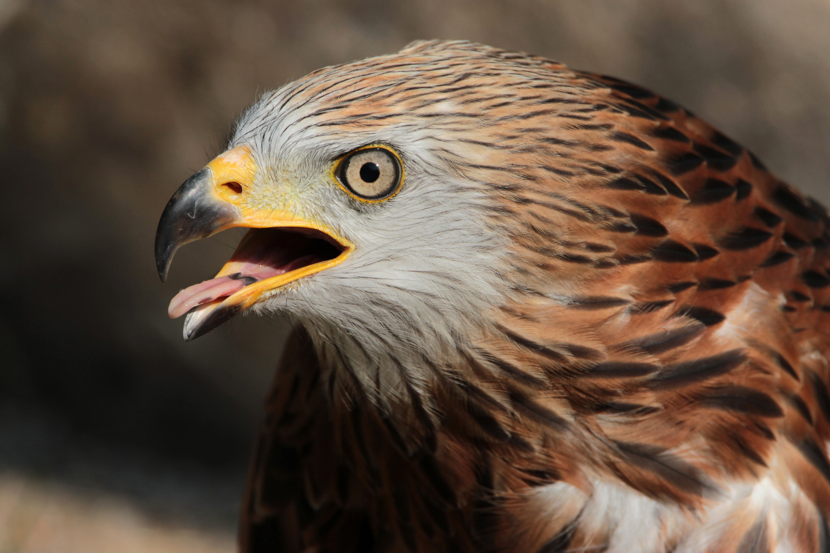 Roter Milan Foto & Bild | Bilder auf fotocommunity