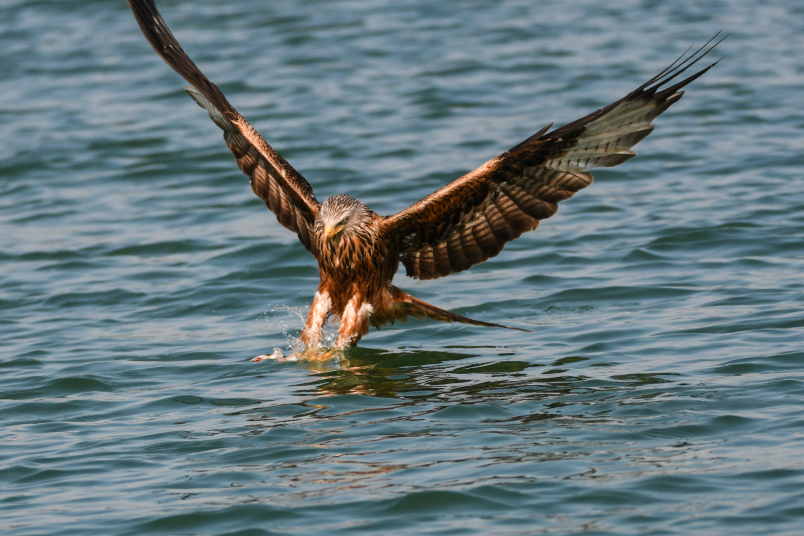 Roter Milan Foto & Bild | fotos, natur, flug Bilder auf fotocommunity
