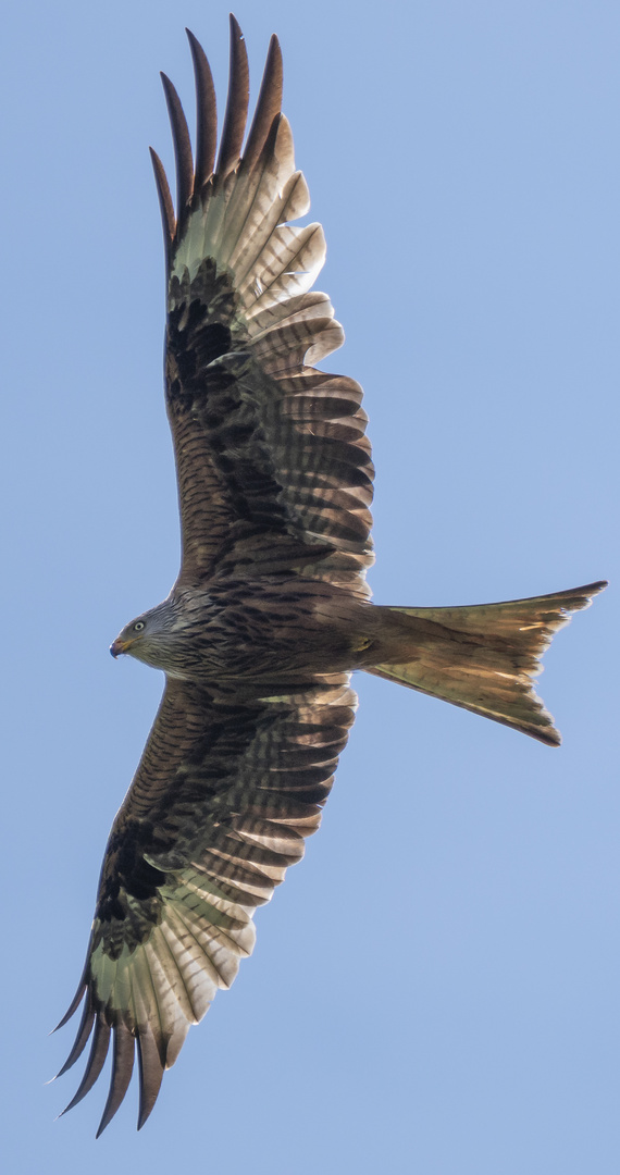 Roter Milan Foto & Bild | tiere, wildlife, wild lebende vögel Bilder ...