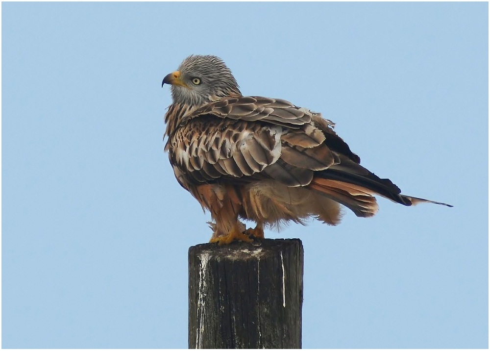 Roter Milan Foto & Bild | tiere, wildlife, wild lebende vögel Bilder ...