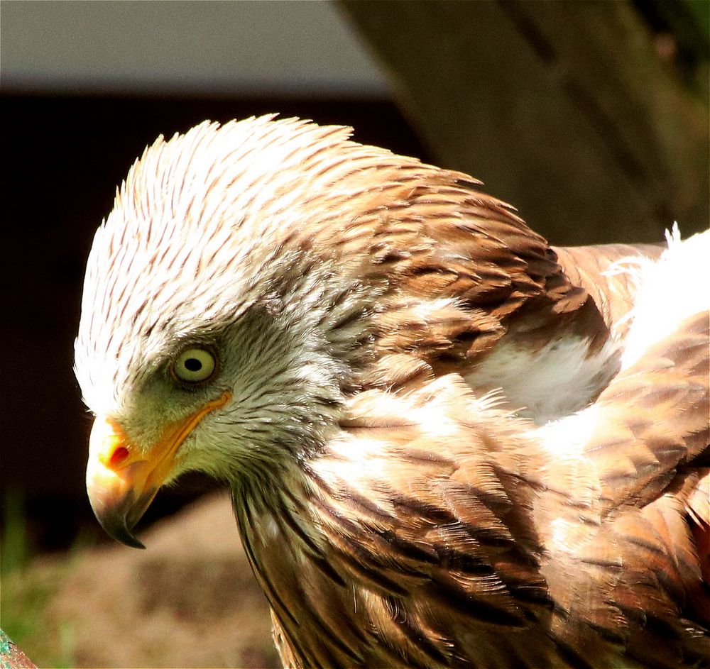 Roter Milan Foto & Bild | natur, nahaufnahme, vogel Bilder auf ...