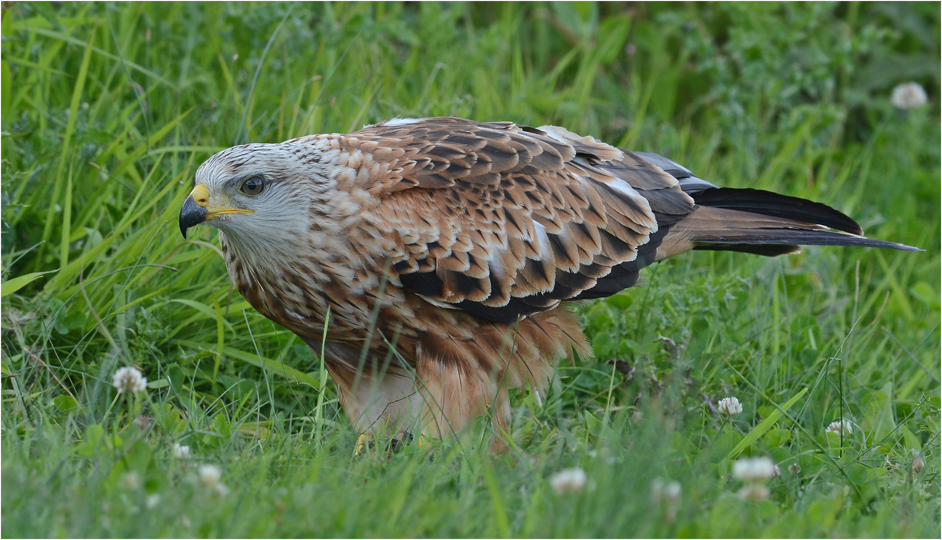Roter Milan Foto & Bild | tiere, wildlife, wild lebende vögel Bilder ...