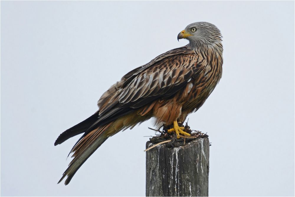 Roter Milan Foto & Bild | milane, natur, tiere Bilder auf fotocommunity