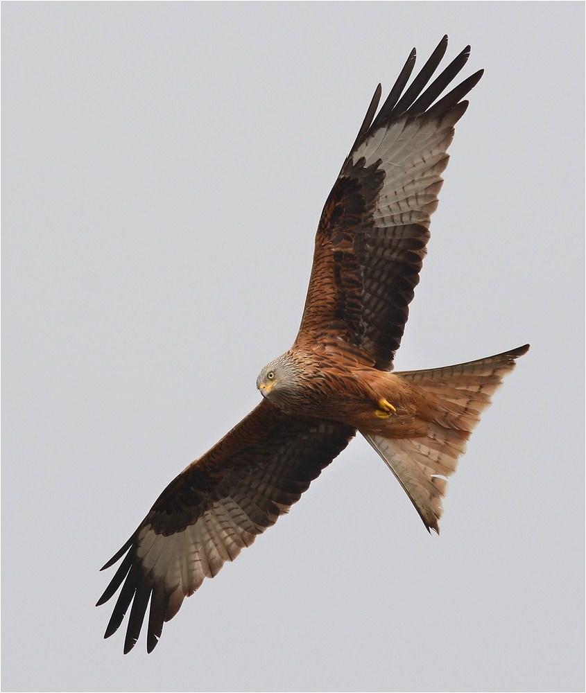 Roter Milan Foto & Bild | tiere, wildlife, wild lebende vögel Bilder ...