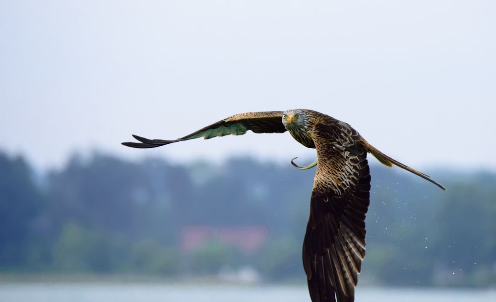 Roter Milan... Foto & Bild | natur, greifvogel, wildlife Bilder auf ...