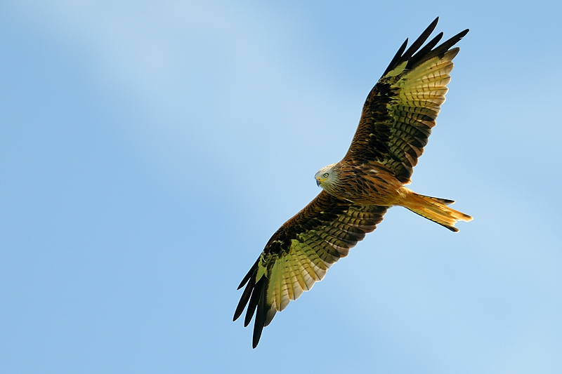 Roter Milan Foto & Bild | tiere, wildlife, wild lebende vögel Bilder ...