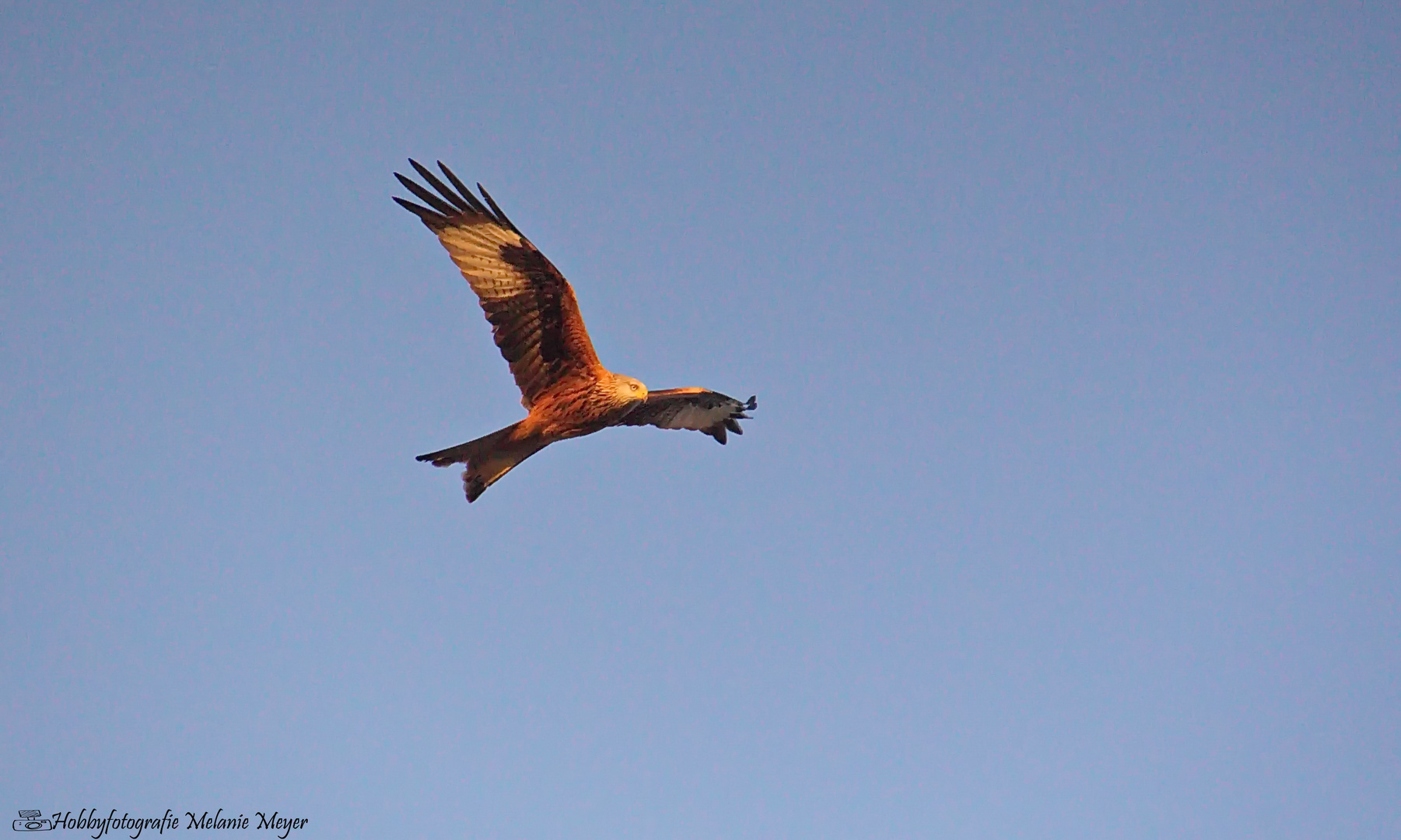 Roter Milan Foto & Bild | tiere, wildlife, wild lebende vögel Bilder ...
