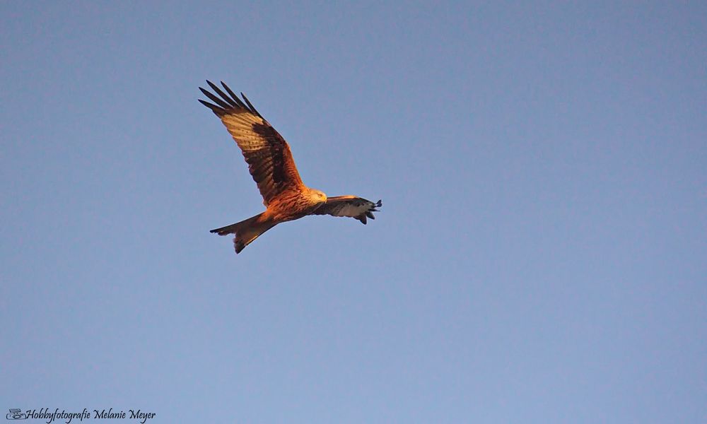 Roter Milan Foto & Bild | tiere, wildlife, wild lebende vögel Bilder ...