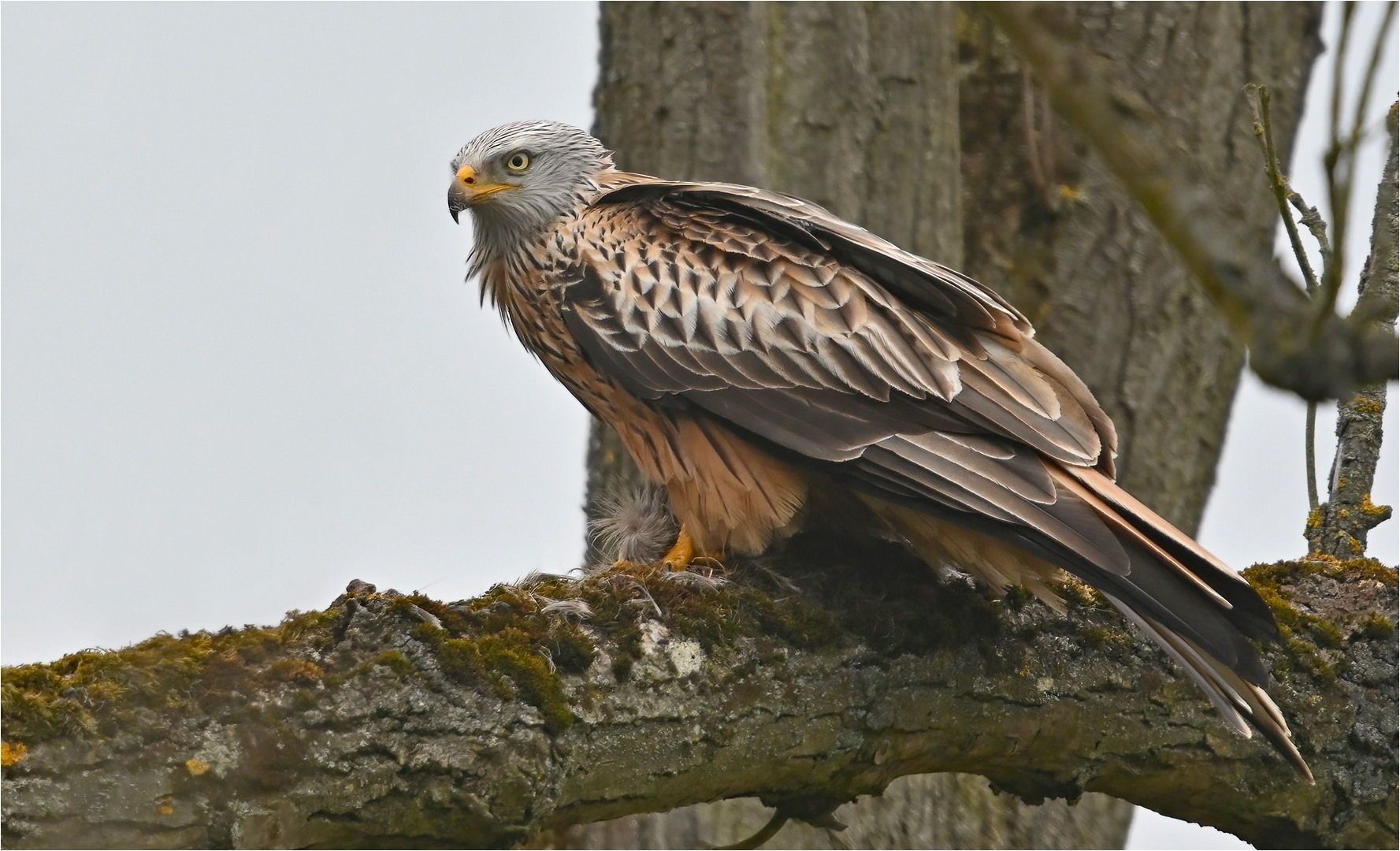 Roter Milan Foto & Bild | tiere, wildlife, wild lebende vögel Bilder ...