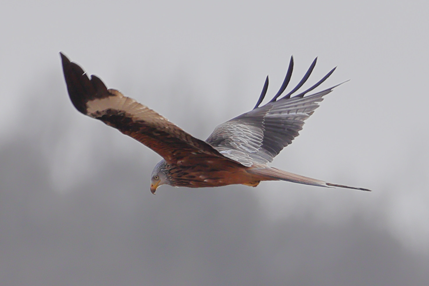Roter Milan Foto & Bild | tiere, wildlife, wild lebende vögel Bilder ...