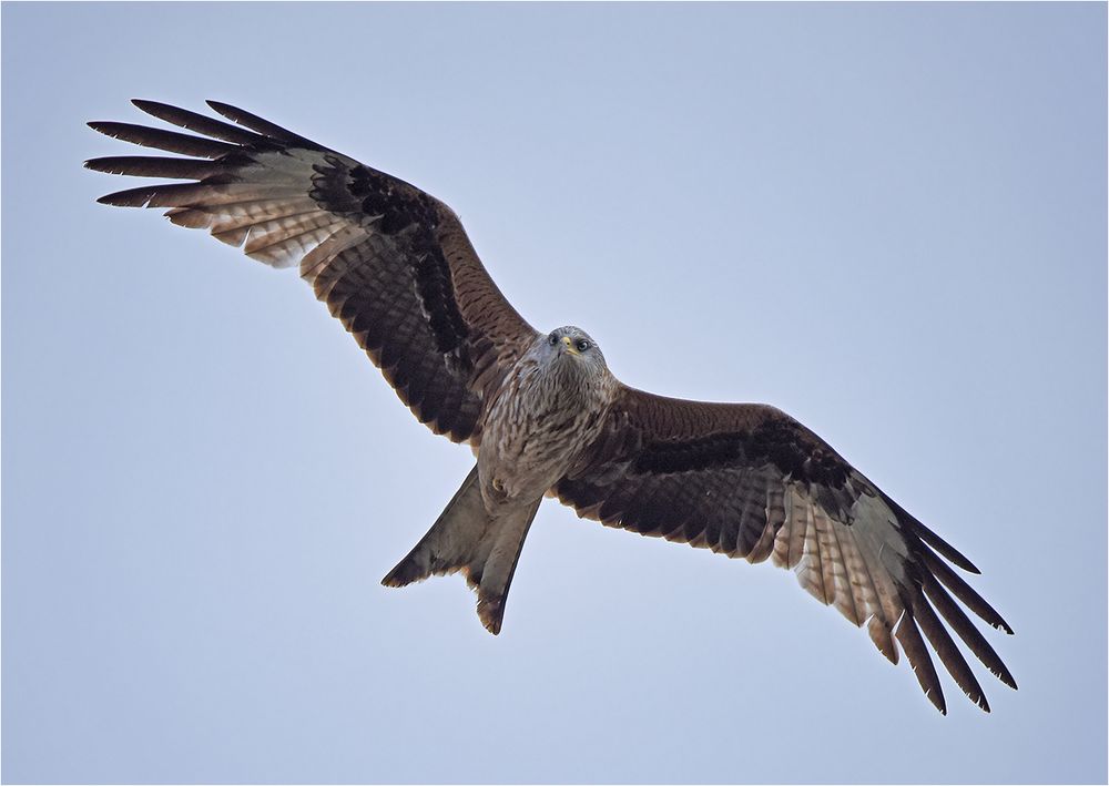 Roter Milan Foto & Bild | milane, natur, tiere Bilder auf fotocommunity