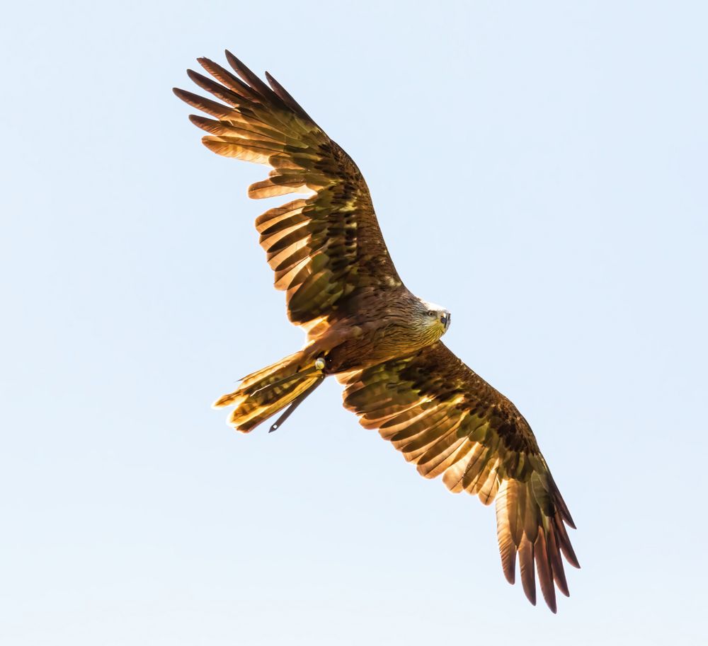 Roter Milan im Flug 2 Foto & Bild | tiere, zoo, wildpark & falknerei ...