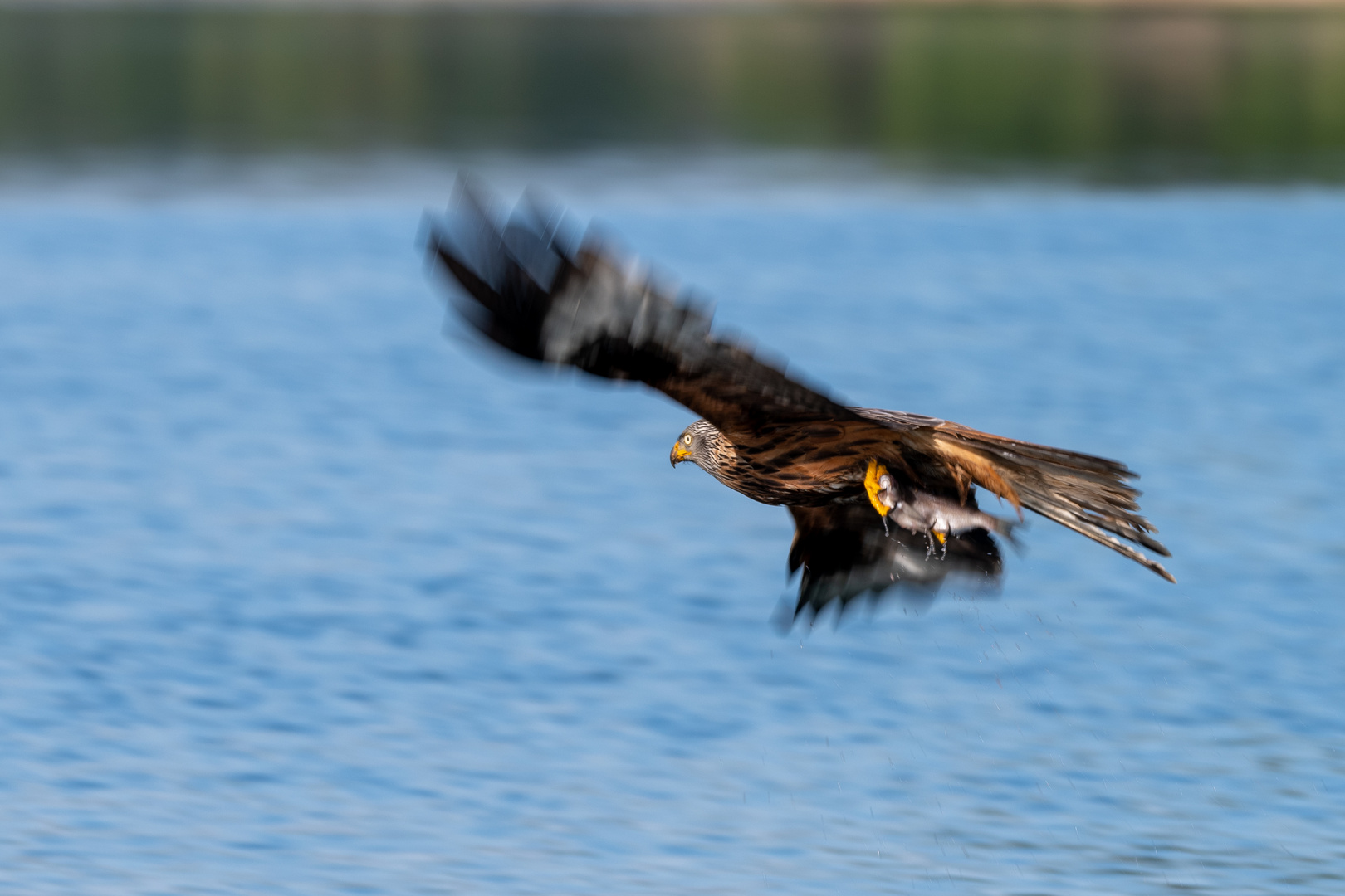 Roter Milan im Flug Foto & Bild | deutschland, europe, mecklenburg ...