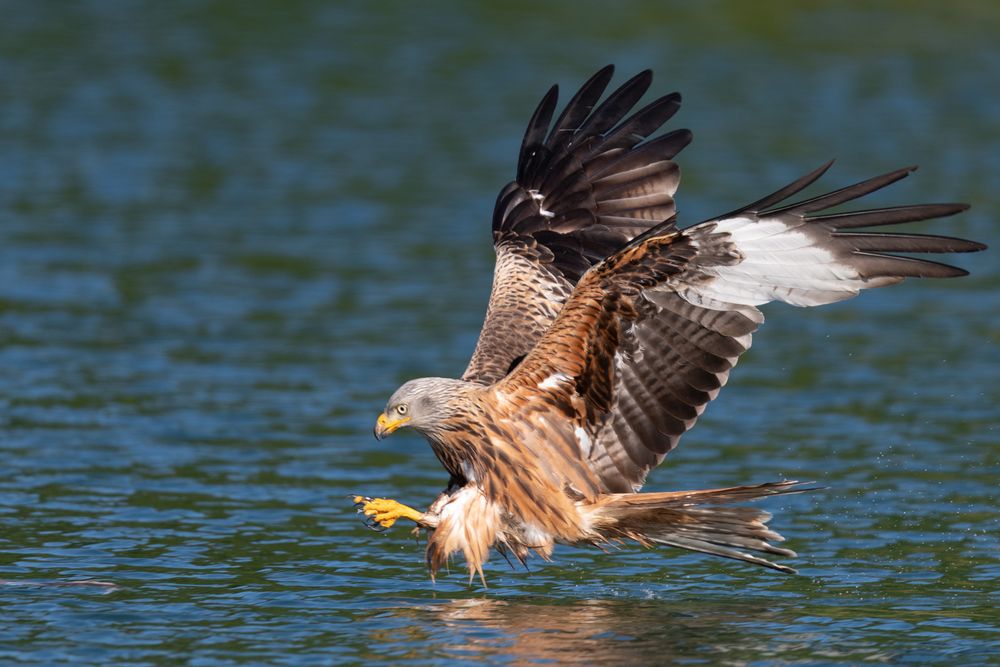 Roter Milan im Flug Foto & Bild | deutschland, europe, mecklenburg ...