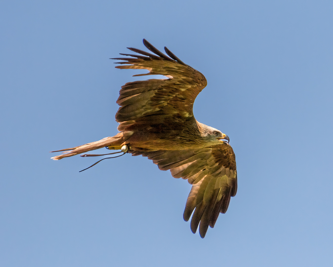 Roter Milan im Flug3 Foto & Bild | tiere, zoo, wildpark & falknerei ...