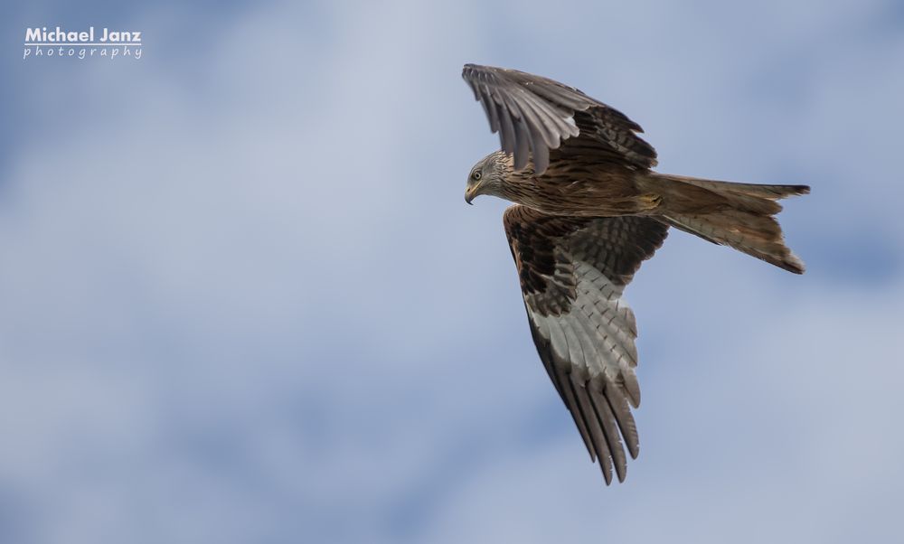 Roter Milan in the morning... Foto & Bild | fotos, natur, tiere Bilder ...