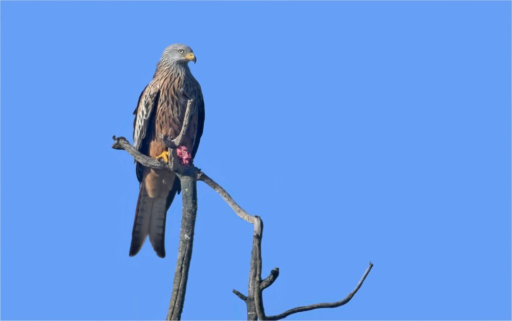 Roter Milan mit Beute Foto & Bild | tiere, wildlife, wild lebende vögel ...