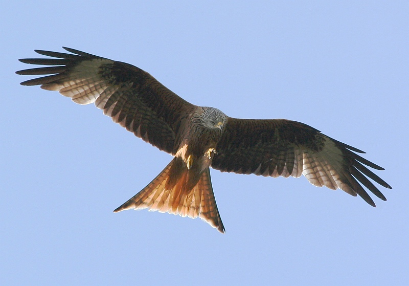 Roter Milan-wildlife Foto & Bild | tiere, wildlife, wild lebende vögel ...