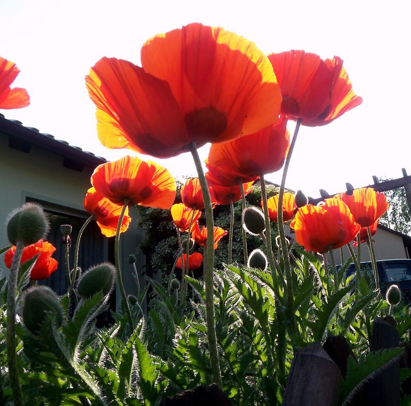 Roter Mohn 1 Foto & Bild | pflanzen, pilze & flechten, blüten ...