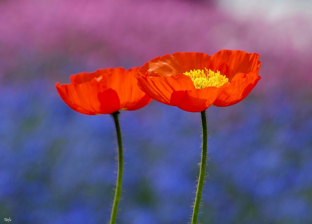 roter Mohn (1667) Foto & Bild | spezial, natur, blümchen Bilder auf ...