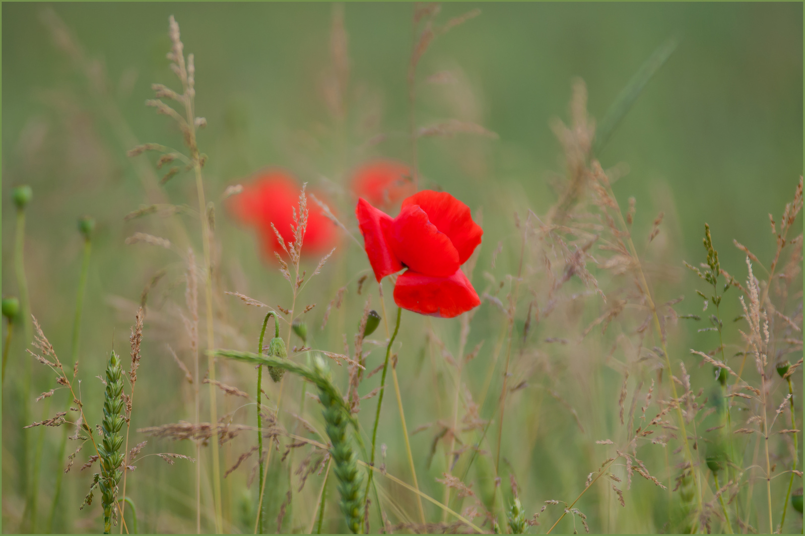 roter Mohn Foto & Bild | jahreszeiten, sommer, natur Bilder auf ...
