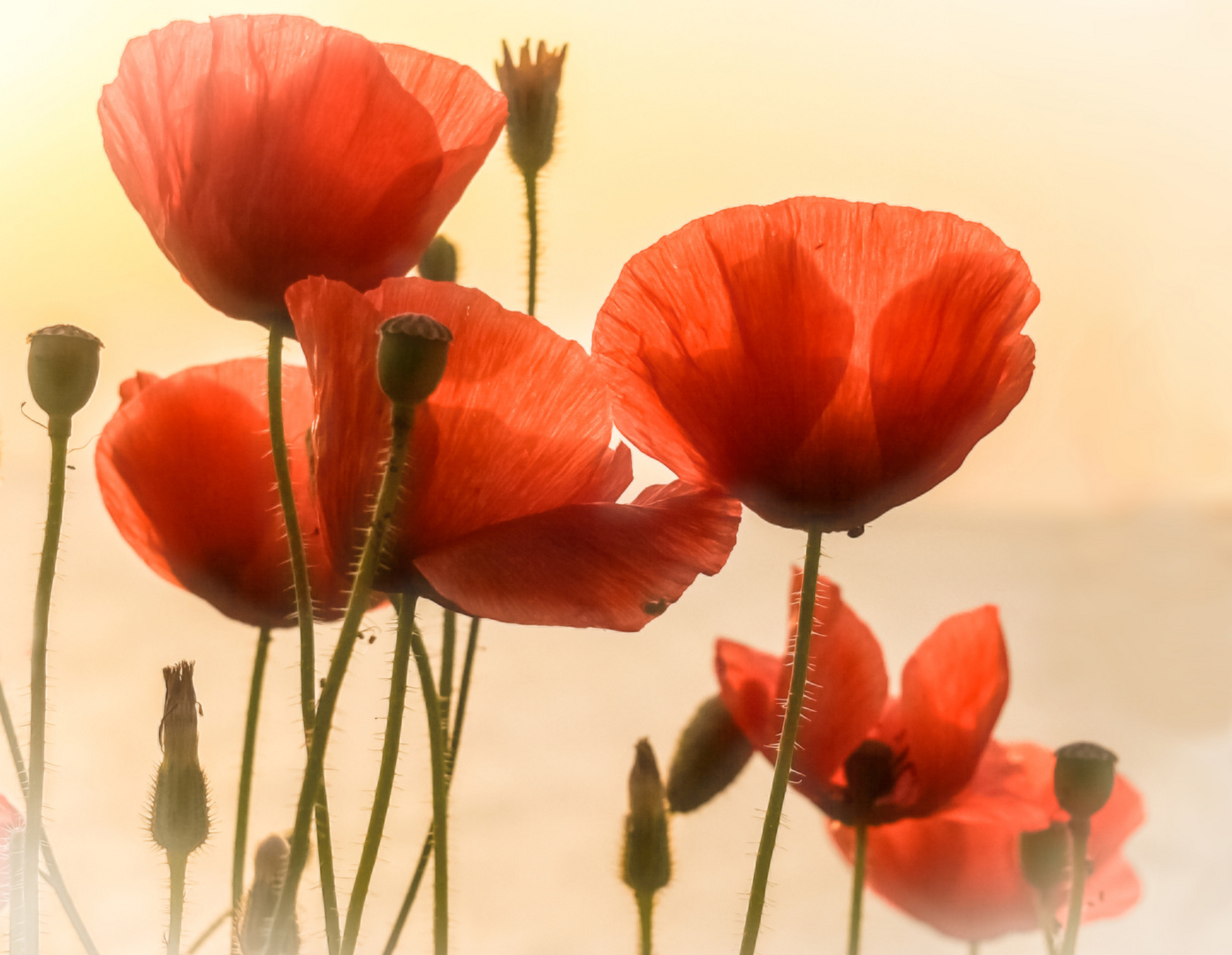 Roter Mohn Foto & Bild | archiv projekte naturchannel ...