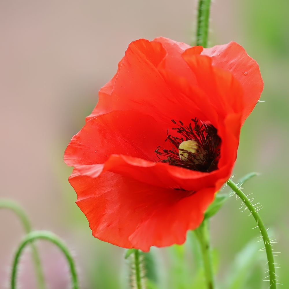 Roter Mohn (2021_06_08_4601_ji) Foto & Bild | natur, mohn, pflanzen ...