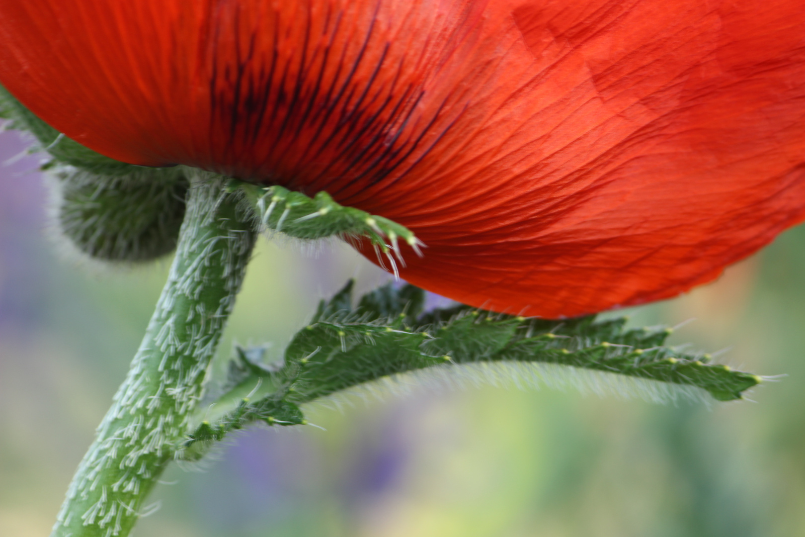 roter Mohn Foto & Bild | pflanzen, pilze & flechten, blüten ...