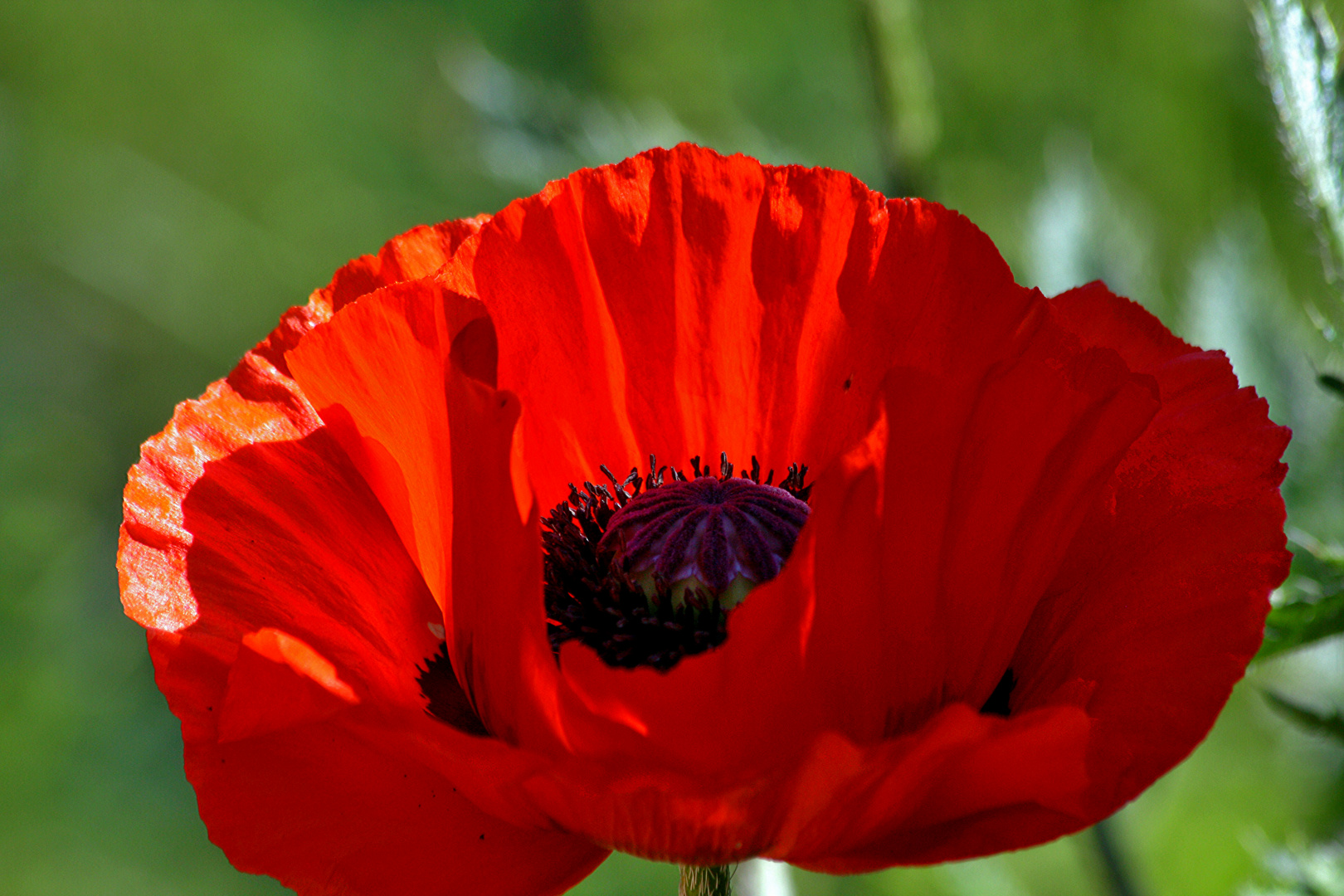 Roter Mohn.... Foto & Bild | pflanzen, pilze & flechten, blüten ...