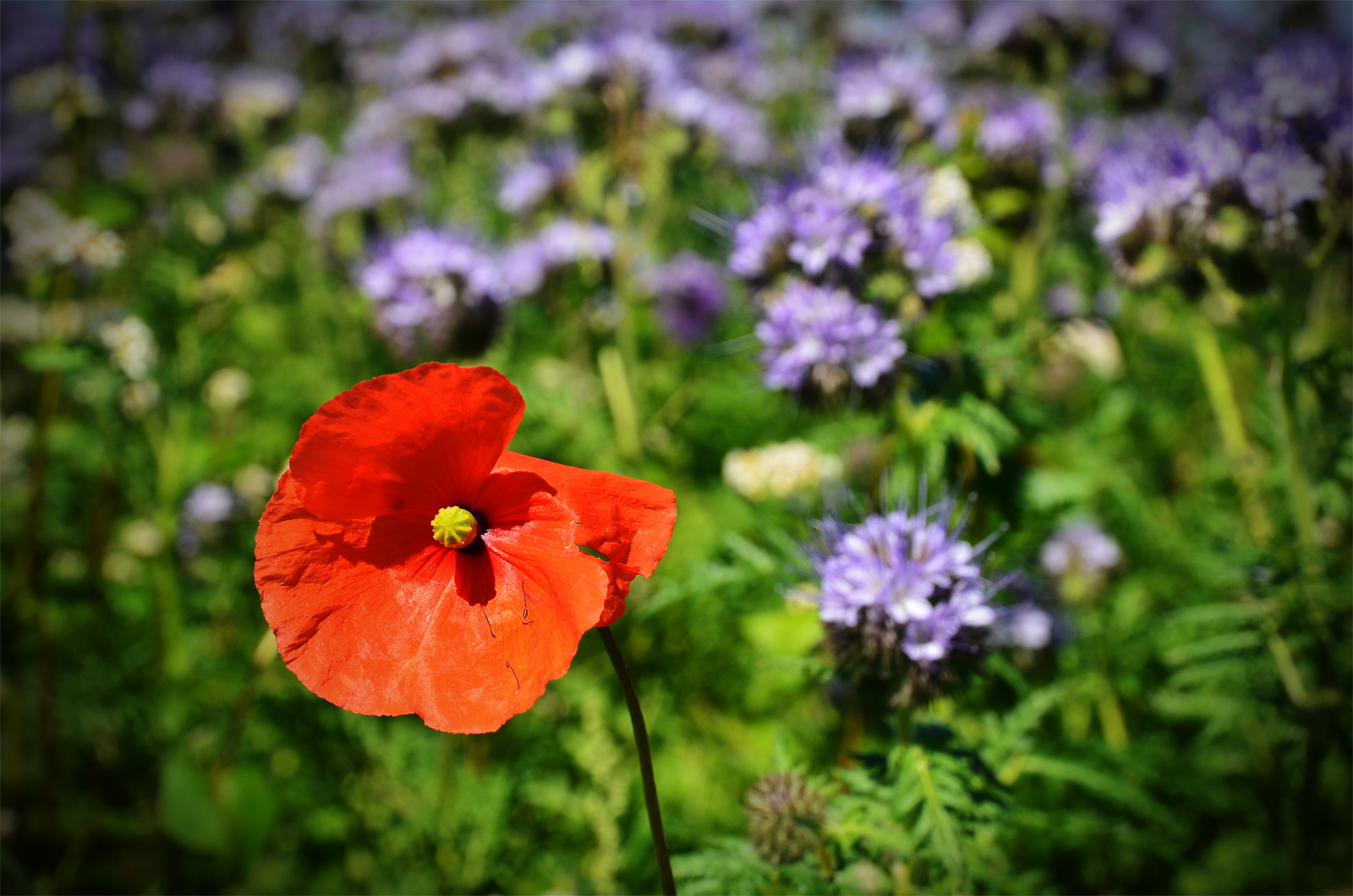 roter Mohn Foto & Bild | pflanzen, pilze & flechten, blüten ...