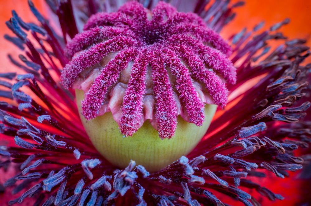 Roter Mohn Foto & Bild | makro, natur, macro Bilder auf fotocommunity