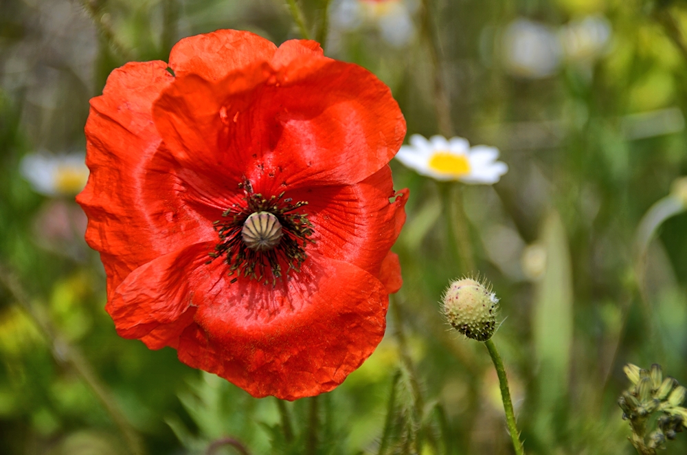 roter MOHN Foto & Bild | pflanzen, pilze & flechten, blüten ...