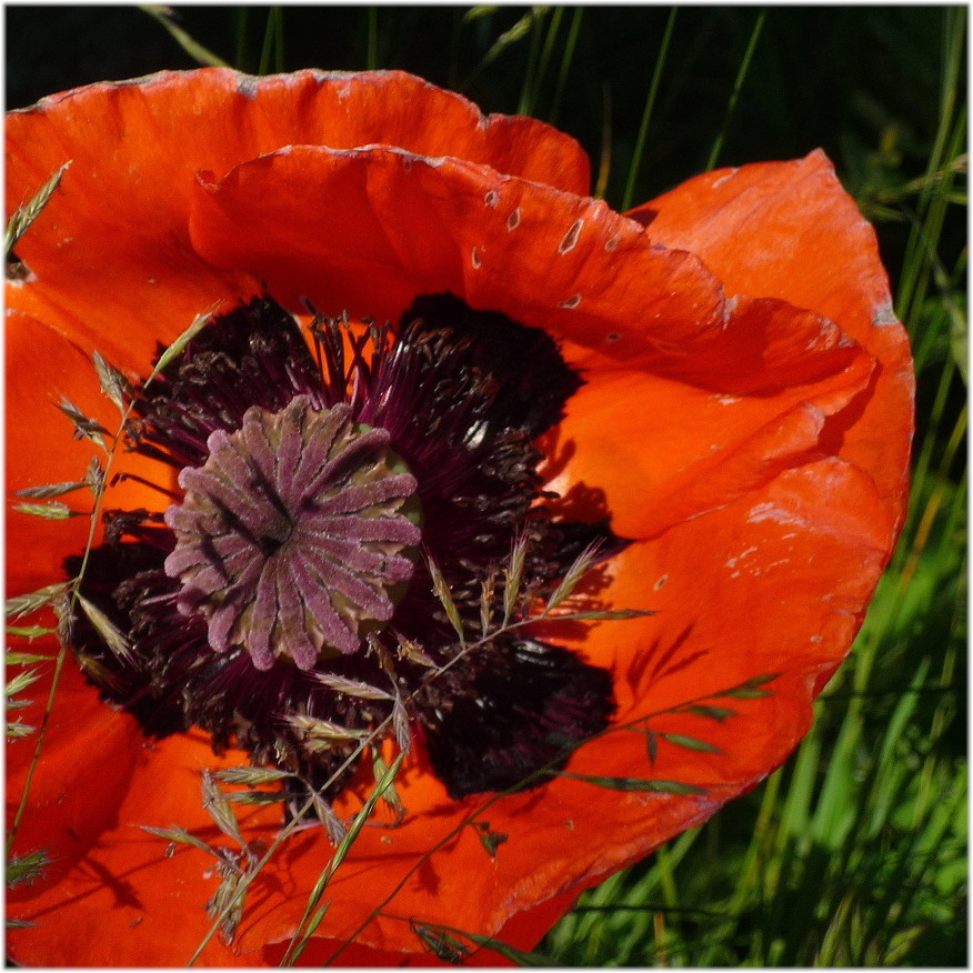 Roter Mohn Foto & Bild | natur & tierwelt Bilder auf fotocommunity